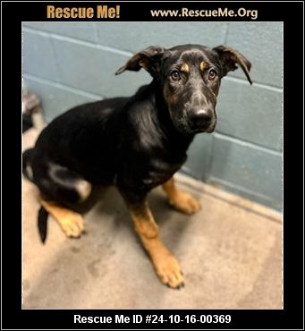 - Wisconsin Dog Rescue - ADOPTIONS - Rescue Me!