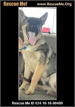 - Texas German Shepherd Rescue - ADOPTIONS - Rescue Me!