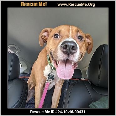 - South Carolina Dog Rescue - ADOPTIONS - Rescue Me!