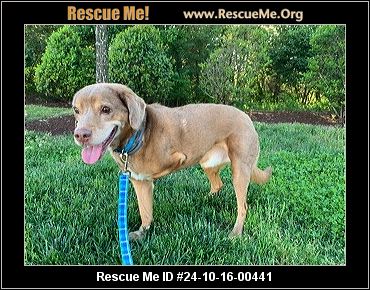 - Tennessee Dog Rescue - ADOPTIONS - Rescue Me!