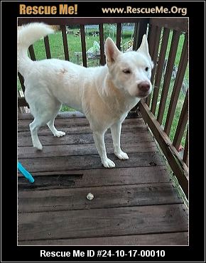 - Virginia Siberian Husky Rescue - ADOPTIONS - Rescue Me!