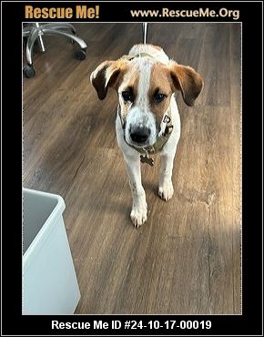 - United Kingdom Dog Rescue - ADOPTIONS - Rescue Me!