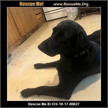 - Delaware Dog Rescue - ADOPTIONS - Rescue Me!