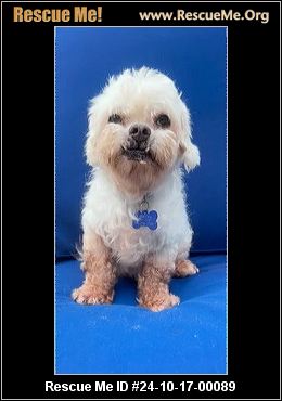 - Florida Maltese Rescue - ADOPTIONS - Rescue Me!