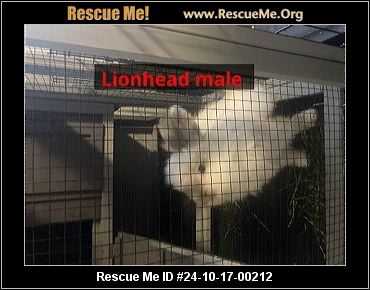 - Virginia Rabbit Rescue - ADOPTIONS - Rescue Me!