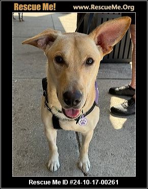 - Maryland Dog Rescue - ADOPTIONS - Rescue Me!