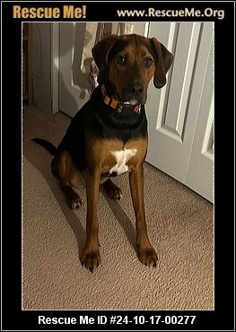 - Delaware Dog Rescue - ADOPTIONS - Rescue Me!