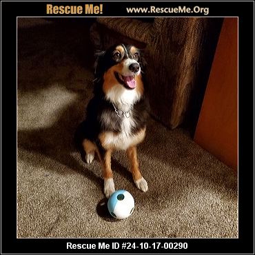 - Oregon Australian Shepherd Rescue - ADOPTIONS - Rescue Me!
