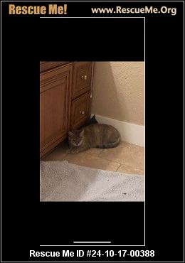 - California Cat Rescue - ADOPTIONS - Rescue Me!