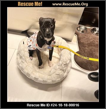 - Georgia Boston Terrier Rescue - ADOPTIONS - Rescue Me!