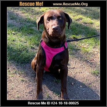 - West Virginia Dog Rescue - ADOPTIONS - Rescue Me!