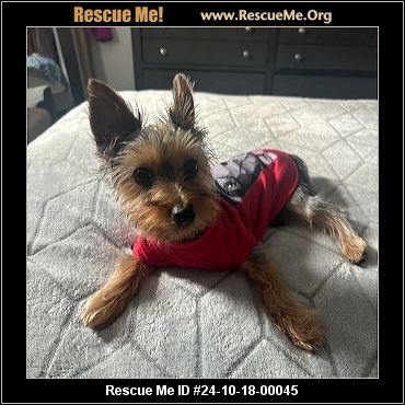 - New York Yorkie Rescue - ADOPTIONS - Rescue Me!