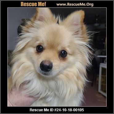 - Ohio Pomeranian Rescue - ADOPTIONS - Rescue Me!
