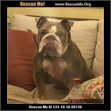 - California Bulldog Rescue - ADOPTIONS - Rescue Me!