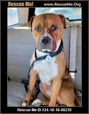 - Arizona Boxer Rescue - ADOPTIONS - Rescue Me!