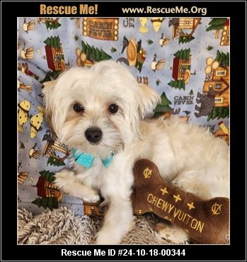 - Arizona Yorkie Rescue - ADOPTIONS - Rescue Me!