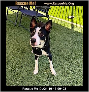 - California Border Collie Rescue - ADOPTIONS - Rescue Me!