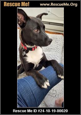 - Georgia Border Collie Rescue - ADOPTIONS - Rescue Me!