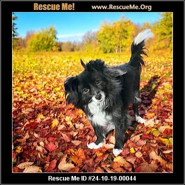 - RUFF Rescue Tucson, Inc. - Tucson, AZ - AVAILABLE PETS