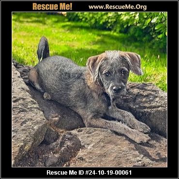 - Arizona Border Terrier Rescue - ADOPTIONS - Rescue Me!
