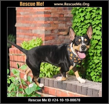 - Georgia Boston Terrier Rescue - ADOPTIONS - Rescue Me!