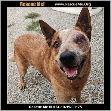 - New York Dog Rescue - ADOPTIONS - Rescue Me!