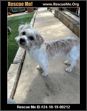 - Texas Schnauzer Rescue - ADOPTIONS - Rescue Me!