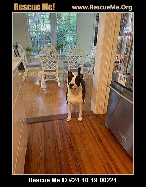 - West Virginia Dog Rescue - ADOPTIONS - Rescue Me!