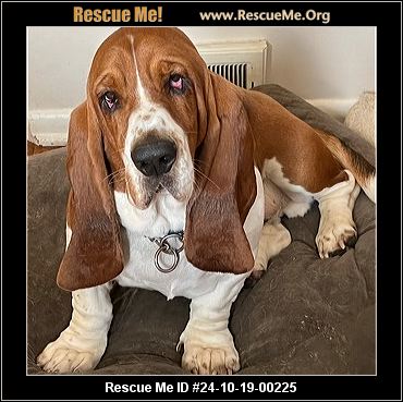 - Pennsylvania Basset Hound Rescue - ADOPTIONS - Rescue Me!