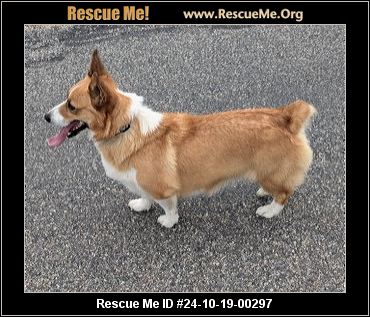 - Colorado Corgi Rescue - ADOPTIONS - Rescue Me!