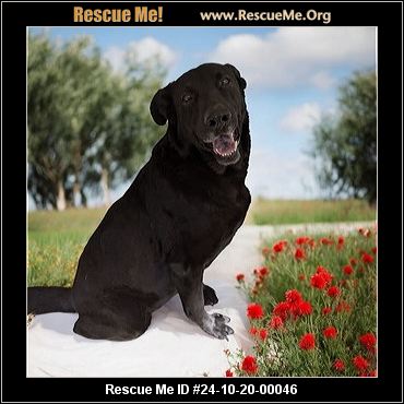 - California Lab Rescue - ADOPTIONS - Rescue Me!