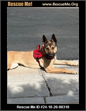 - Nevada Dog Rescue - ADOPTIONS - Rescue Me!