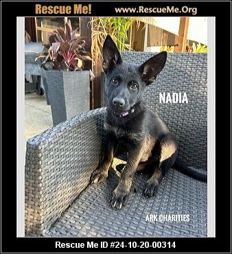 - Connecticut German Shepherd Rescue - ADOPTIONS - Rescue Me!