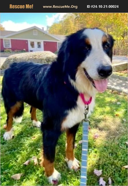 ADOPT 24102100024 ~ Bernese Mountain Dog Rescue ~ Bedford Hills, NY