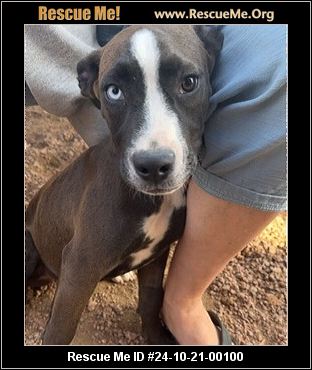 - Wisconsin Dog Rescue - ADOPTIONS - Rescue Me!