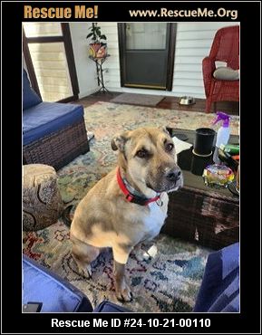 - Tennessee Dog Rescue - ADOPTIONS - Rescue Me!