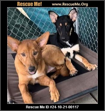 - Wisconsin Dog Rescue - ADOPTIONS - Rescue Me!