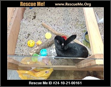- Ohio Rabbit Rescue - ADOPTIONS - Rescue Me!