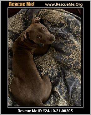 - West Virginia Dog Rescue - ADOPTIONS - Rescue Me!