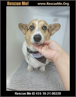 - California Corgi Rescue - ADOPTIONS - Rescue Me!