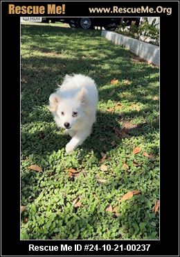 - Arizona Pomeranian Rescue - ADOPTIONS - Rescue Me!