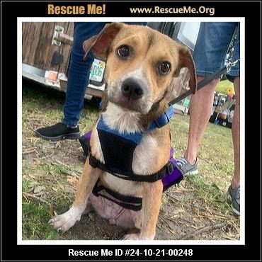 - Florida Beagle Rescue - ADOPTIONS - Rescue Me!