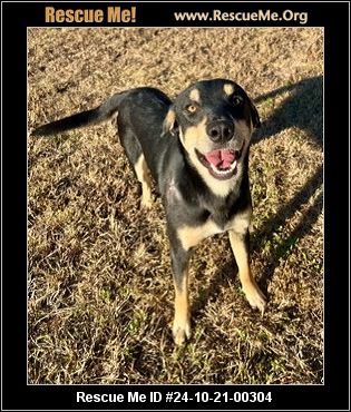 - Texas Rottweiler Rescue - ADOPTIONS - Rescue Me!