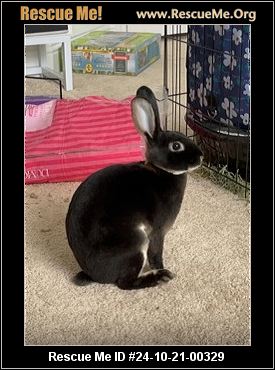 - Texas Rabbit Rescue - ADOPTIONS - Rescue Me!