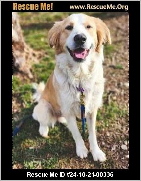 - Kentucky Dog Rescue - ADOPTIONS - Rescue Me!