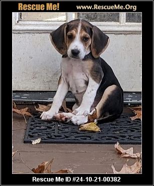 - Love Mutts Rescue - Raleigh, NC - AVAILABLE PETS