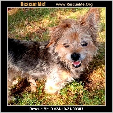 - Texas Yorkie Rescue - ADOPTIONS - Rescue Me!
