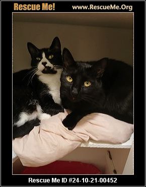 - Washington Cat Rescue - ADOPTIONS - Rescue Me!