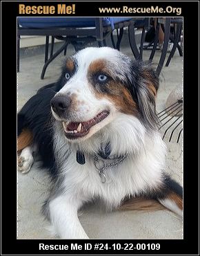 - Colorado Australian Shepherd Rescue - ADOPTIONS - Rescue Me!