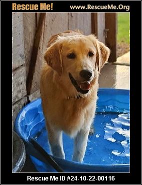 - North Carolina Golden Retriever Rescue - ADOPTIONS - Rescue Me!